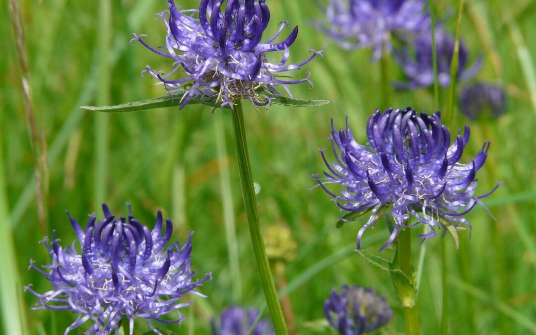 Griffe du diable : Tout savoir sur cette plante médicinale
